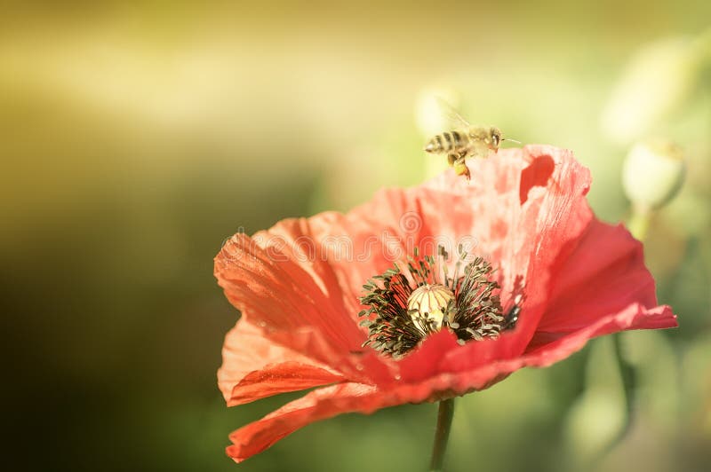 Bee on Poppies Rays of the Sun Stock Photo - Image of honey, light ...