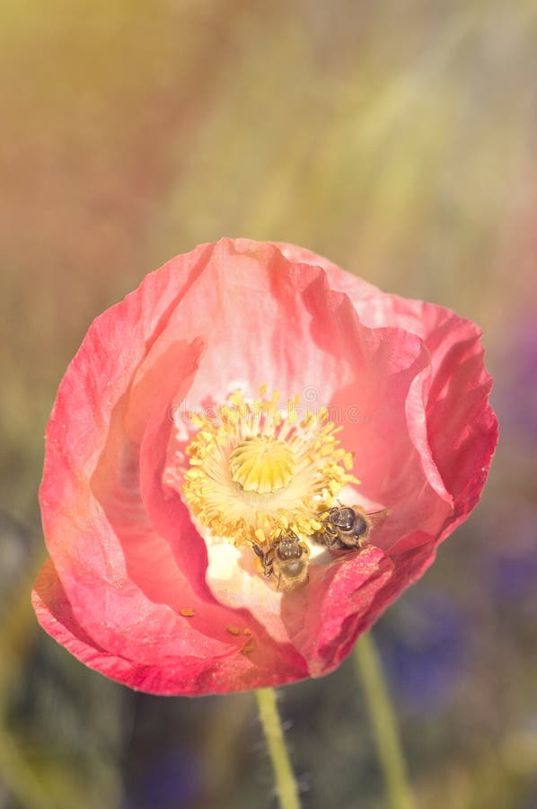 Bee on Poppies Rays of the Sun Stock Image - Image of wings, insect ...