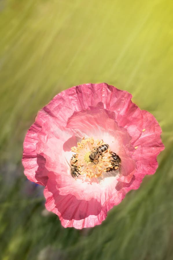 Bee on Poppies Rays of the Sun Stock Image - Image of wings, insect ...