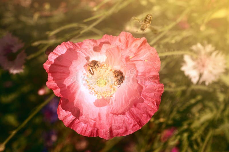 Bee on Poppies Rays of the Sun Stock Image - Image of wings, insect ...