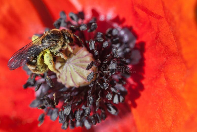 Bee in poppy flower stock photo. Image of closeup, insects - 41251590