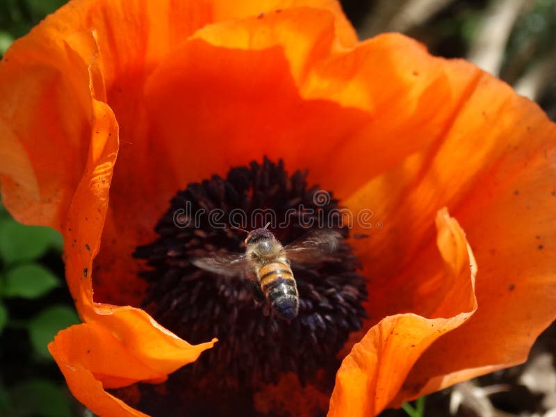 Bee and poppy stock photo. Image of spring, pollinates - 181989740