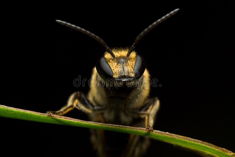 Extreme Sharp and Detailed Study of Bee Stock Photo - Image of vivid ...