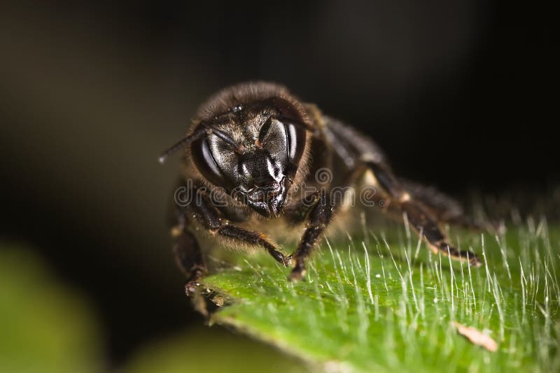 Bee Portrait stock photo. Image of hairy, nature, wildlife - 8408554
