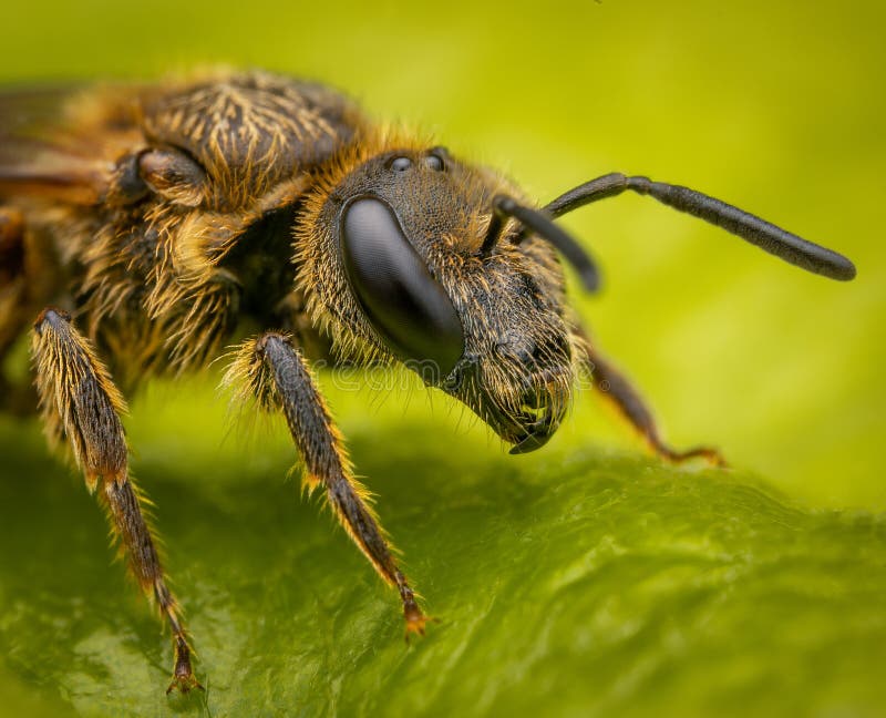 Bee portrait stock photo. Image of invertebrate, chap - 259820008