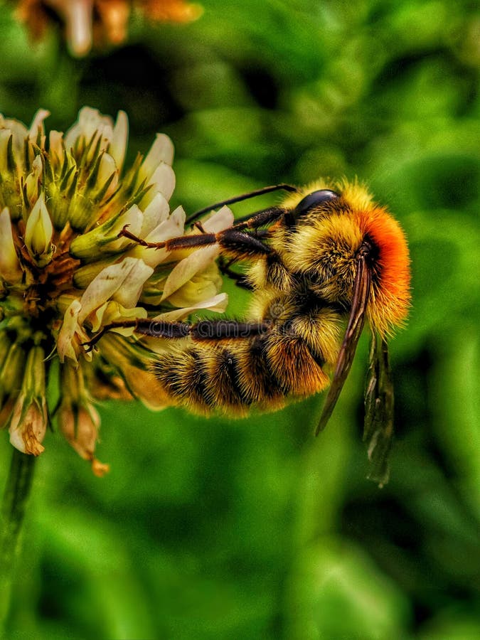 Bee pretty bee stock image. Image of nature, pretty - 372308245