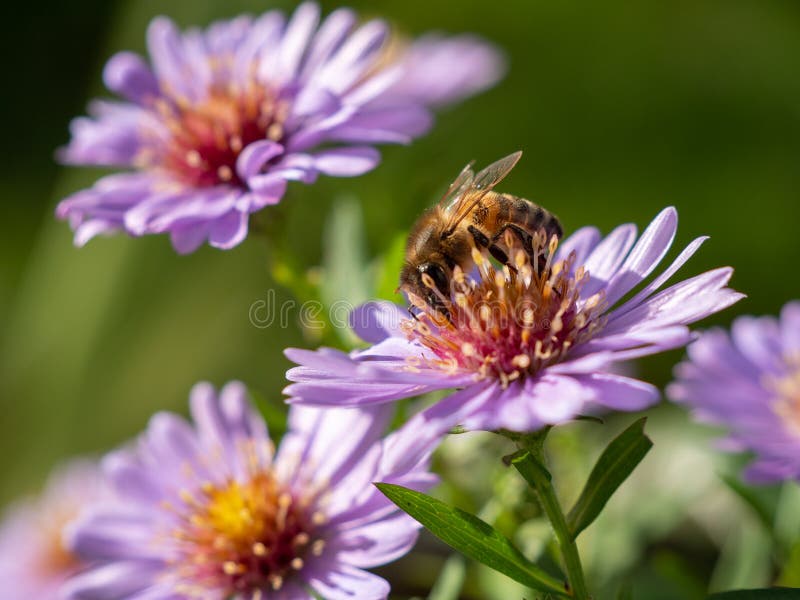 Bee on Purple Chamomile. Bee on Chamomile Stock Image - Image of ...