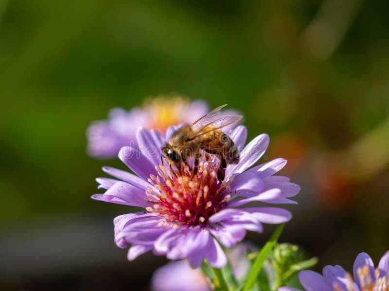 Bee on Purple Chamomile. Bee on Chamomile Stock Photo - Image of wild ...