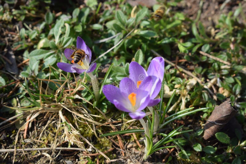 A Bee on a Purple Crocus Searching for Honey Stock Image - Image of ...