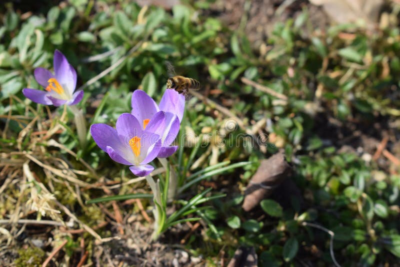 A Bee on a Purple Crocus Searching for Honey Stock Photo - Image of ...