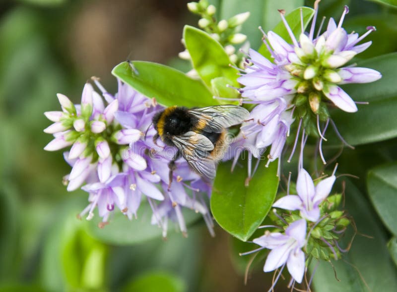 Bee on a purple flower stock image. Image of flower, wings - 11804651