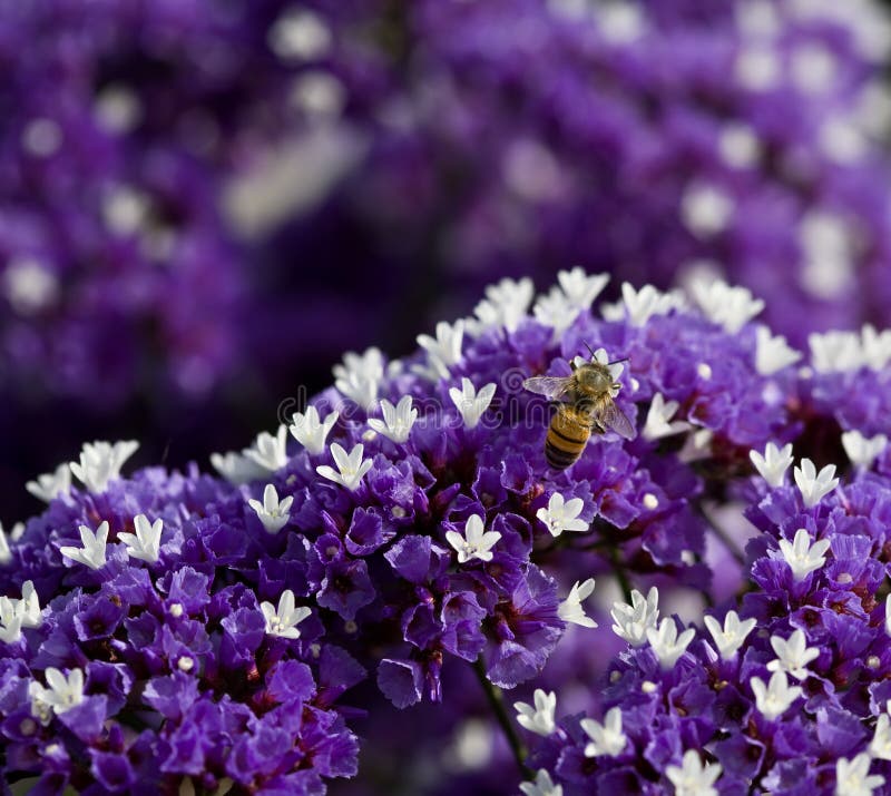 Bee on purple flower stock photo. Image of white, macro - 5789684