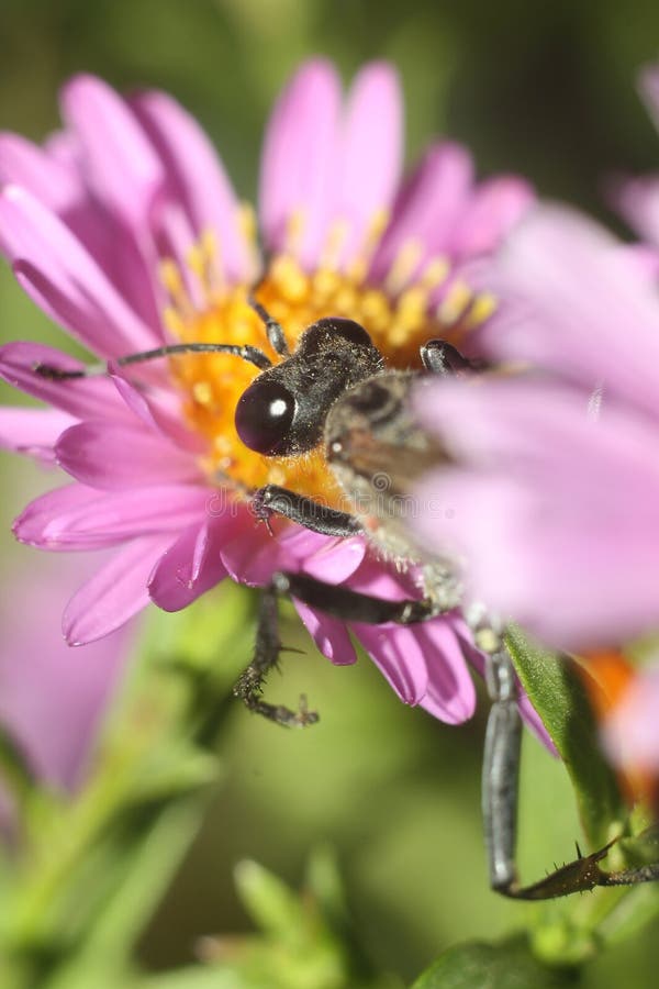 A Bee on a Purple Flower with a Yellow Wings Stock Photo - Image of ...