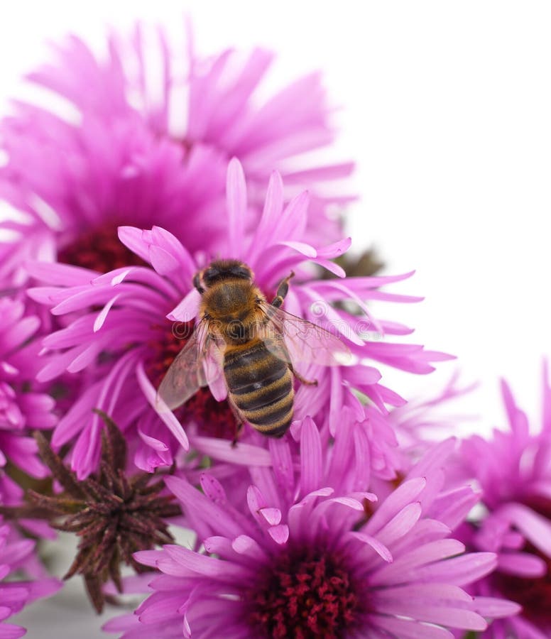 Bee on purple flowers stock photo. Image of springtime - 297847142