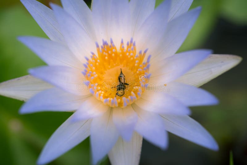 Bee in Purple Lotus Flower, Bee in Purple Lotus Flower Macro Beautiful ...