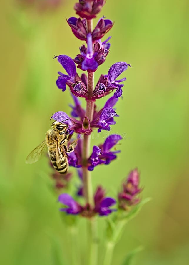 Bee on purple wild flower stock image. Image of scarlet - 124123963
