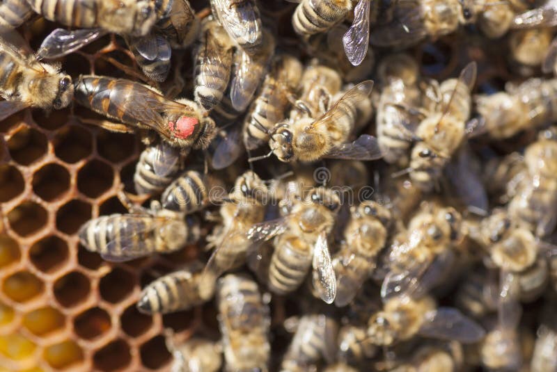 Bee queen stock image. Image of honeycomb, farm, nature - 37197509