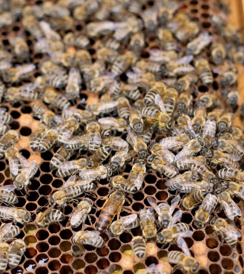 Queen-bee and human stock image. Image of cell, hives - 23207503