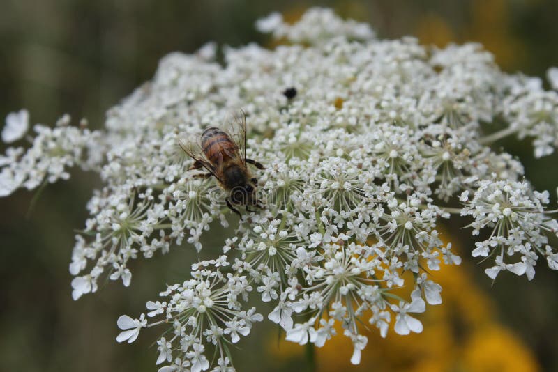 Bee on Queen Anne`s Lace stock image. Image of conservation - 91994423