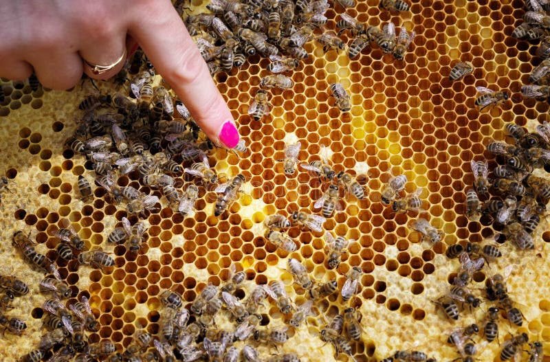 5,493 Queen Bee Photos - Free & Royalty-Free Stock Photos from Dreamstime