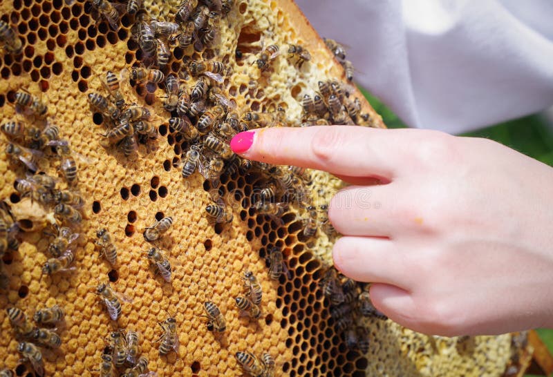 Queen Bee in a Beehive Laying Eggs Supported by Worker Bees Stock Image ...