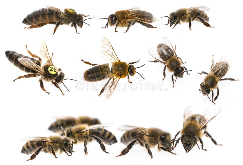 Bee Queen Mother and Drone and Bee Worker - Three Types of Bee Stock ...