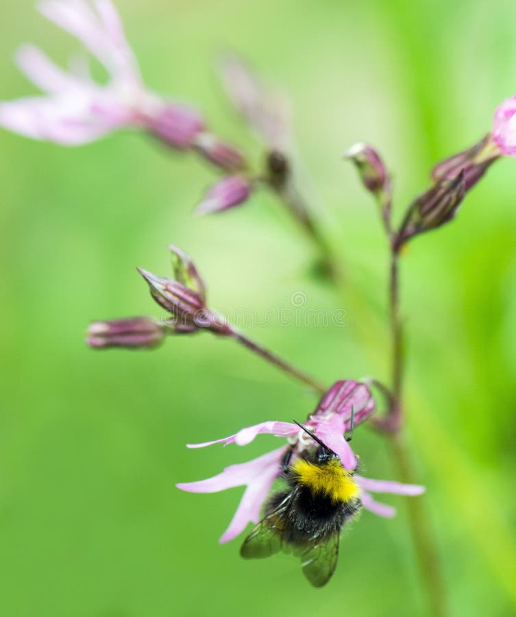 Bee and Ragged Robin stock image. Image of wildlife, wild - 38814583
