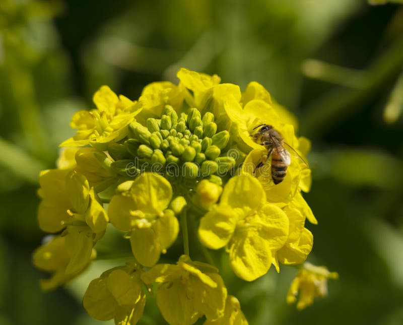 Bee and Blossom Collecting Honey Stock Photo - Image of canola, pollen ...