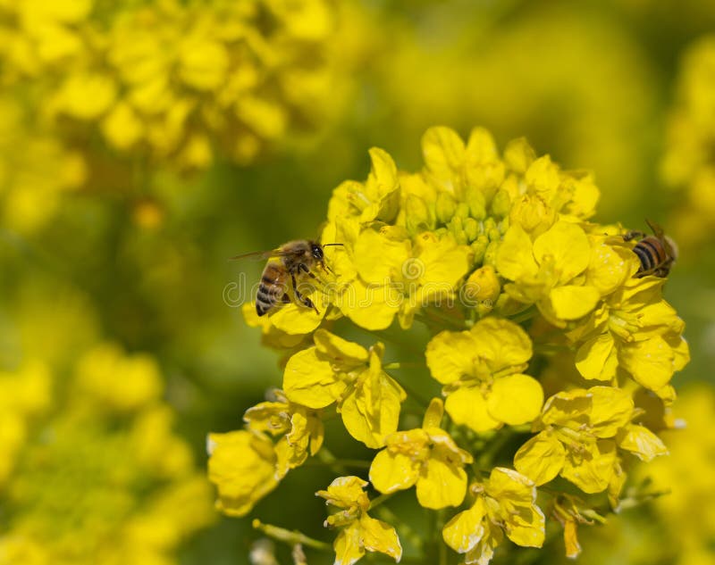 Bee and Blossom Collecting Honey Stock Photo - Image of insect, yellow ...