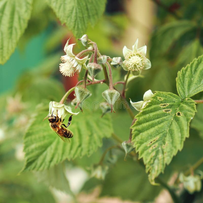 Bee on raspberry flower stock image. Image of leaves - 278480789