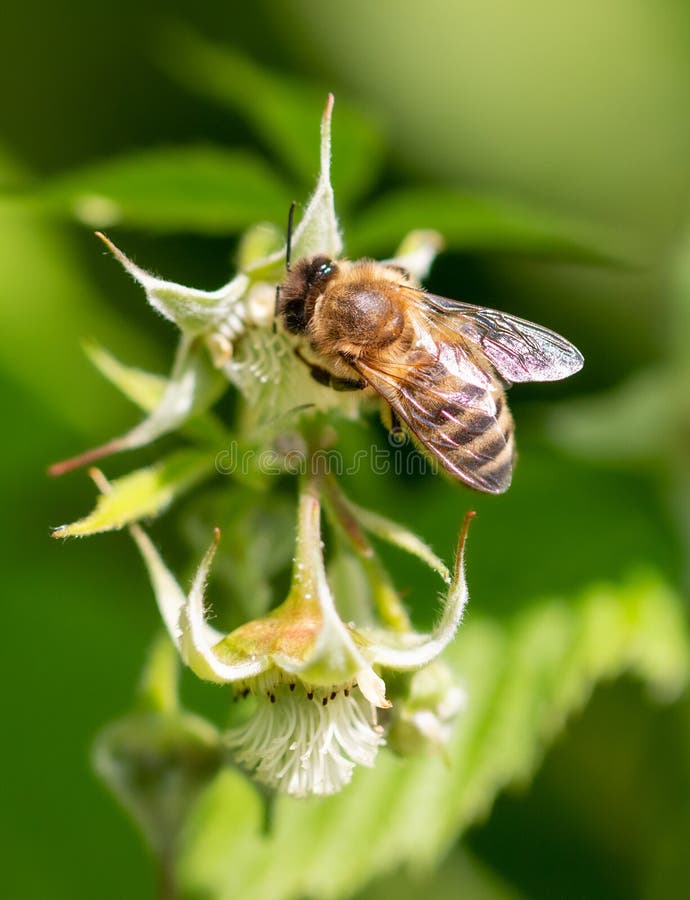 A Bee on a Raspberry Flower. Macro Stock Photo - Image of green, close ...