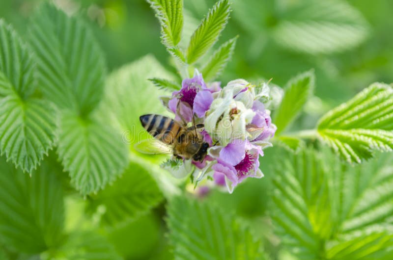 Bee on Raspberry Flowers stock photo. Image of nectar - 264665300