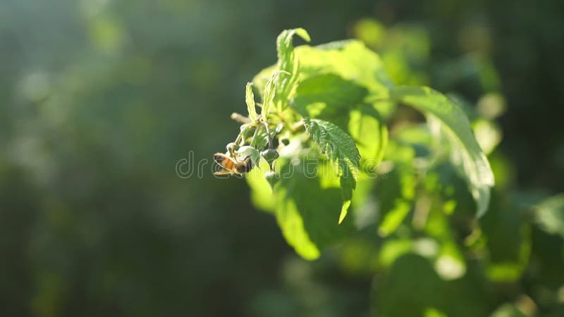 Bee on Raspberry Flowers. Pollinator on Cluster of Flowers in Spring ...