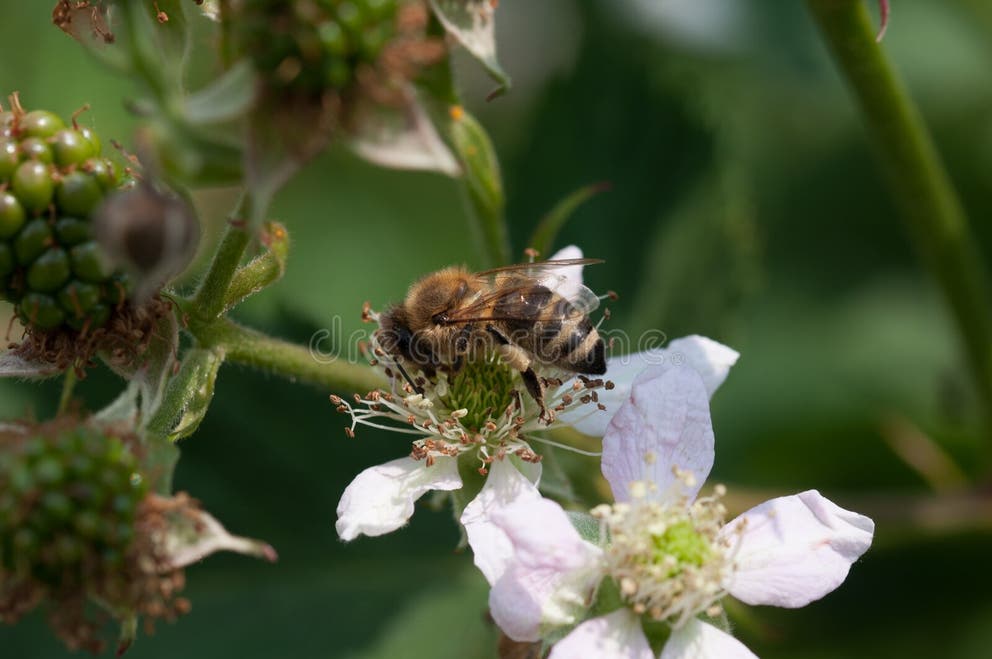 Bee on raspberry plant stock photo. Image of work, green - 133821508