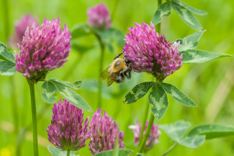 Bee at Red Clover Flower Macro Stock Image - Image of beeswax, lawn ...