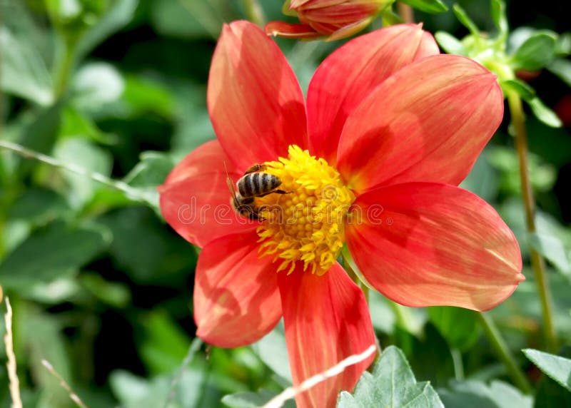 Bee on red flower stock photo. Image of nectar, wild - 26915254