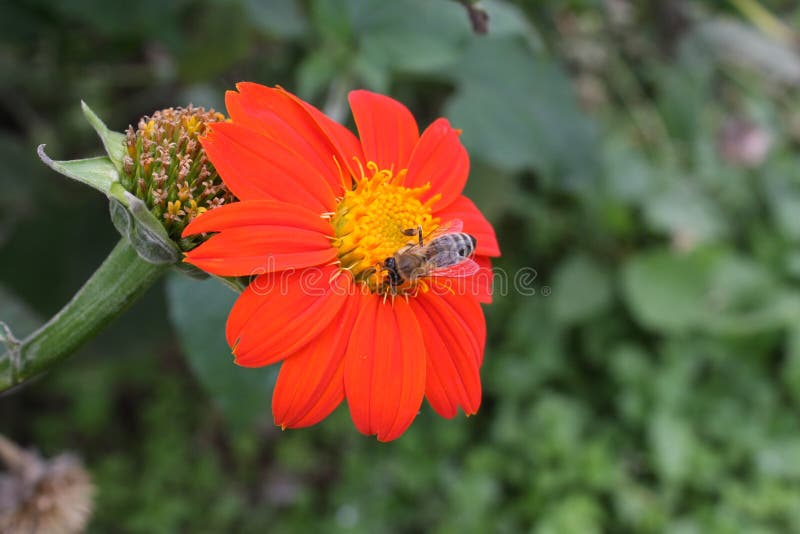 Bee on a red flower stock image. Image of close, stung - 36701869