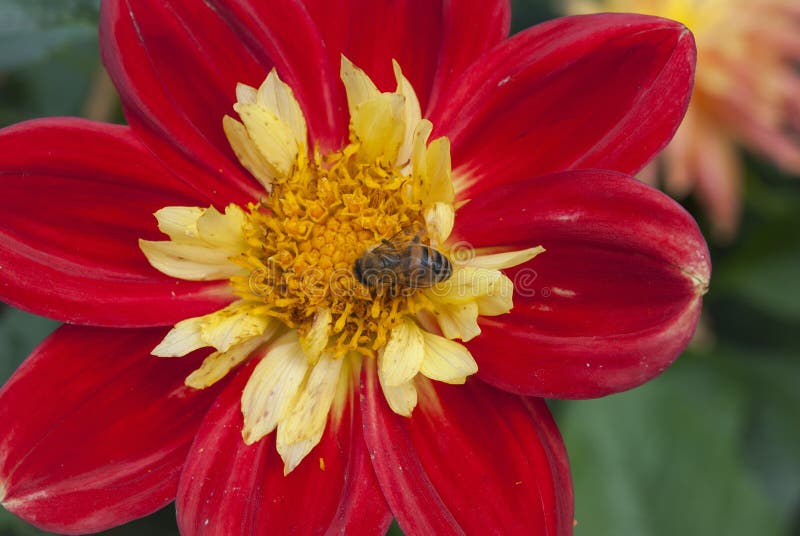 Bee on red flower stock photo. Image of blossom, pollinate - 77989318