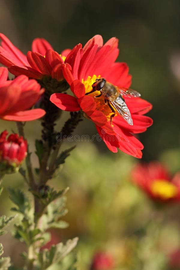 Bee on a red flower stock photo. Image of macro, beauty - 50056656