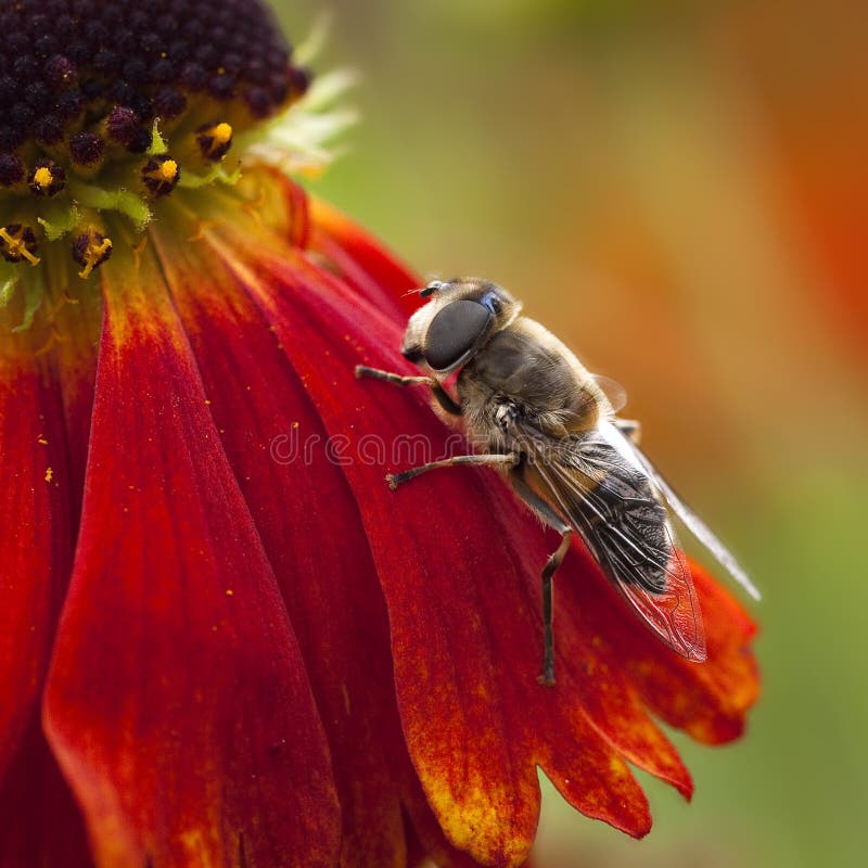 Bee on a red flower stock image. Image of insect, colours - 36292913