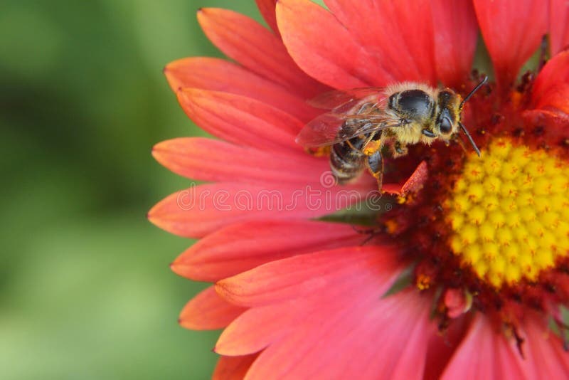 Bee and Red Gaillardia Flower, Macro Image Stock Photo - Image of ...