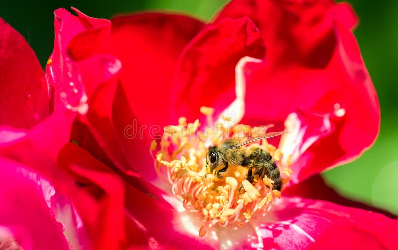 Bee on a Red Rose in the Garden. Stock Photo - Image of wings, rose ...