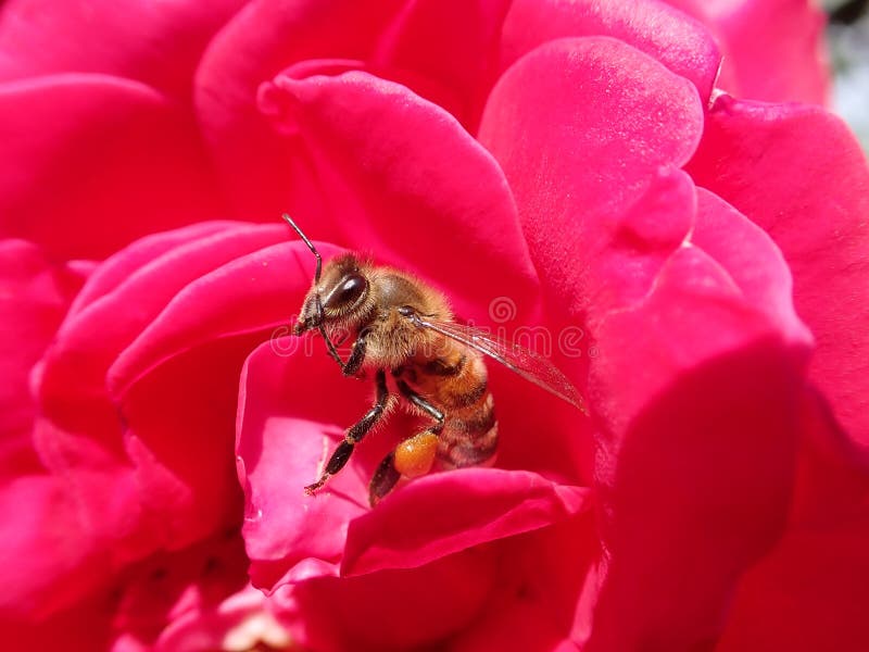 Bee red rose stock photo. Image of bumblebee, arthropod - 187111060