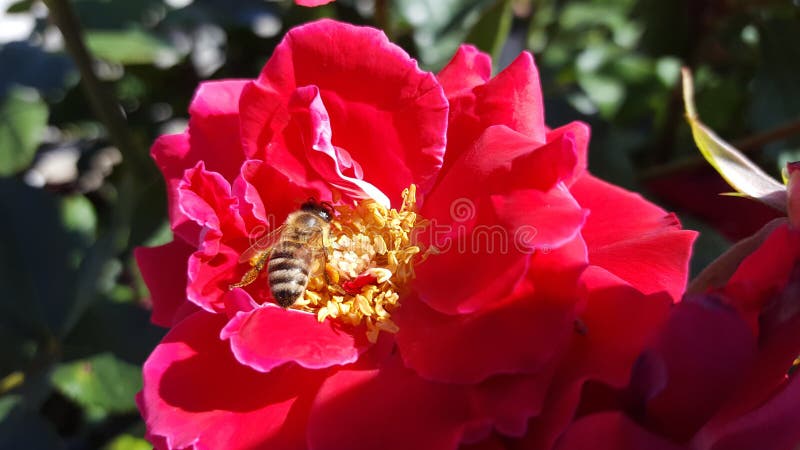 Bee on a Red Rose in the Garden. Stock Photo - Image of wings, rose ...