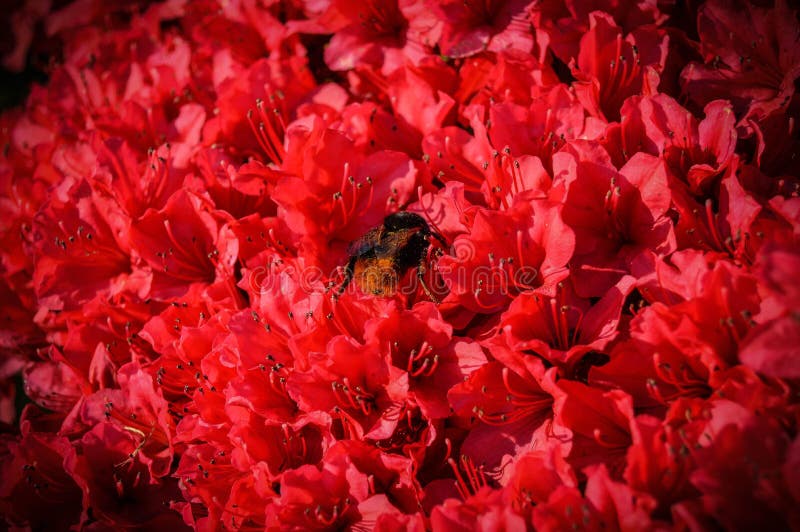 Bee in a Red Storm of Flowers Stock Photo - Image of italian, feed ...