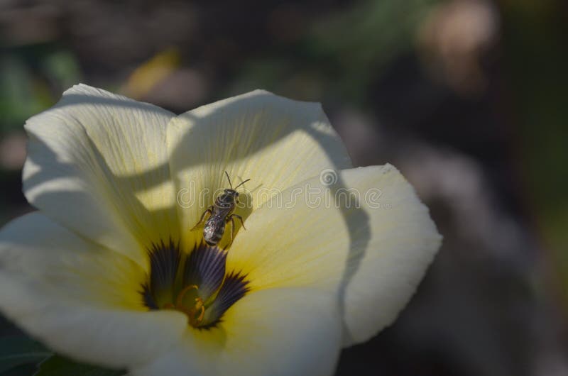 A Bee Relaxing and Sunbathing in the Morning after Enjoying Breakfast ...