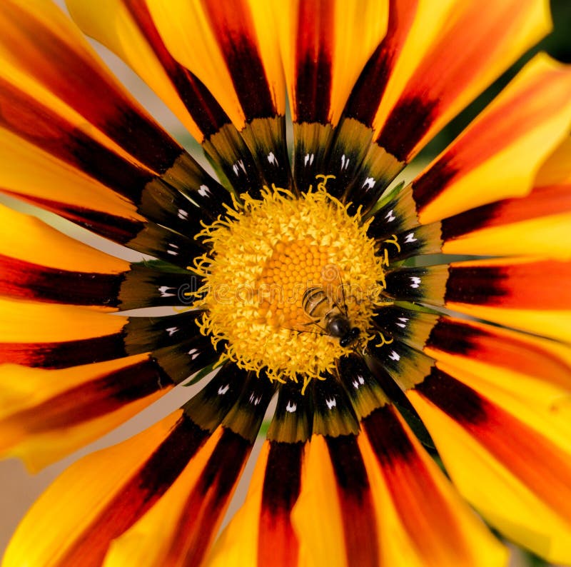 Bee relaxing on sunflower stock image. Image of birdphotography - 177862803