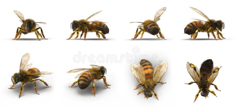Bee Renders Set from Different Angles on a White. 3D Illustration Stock ...