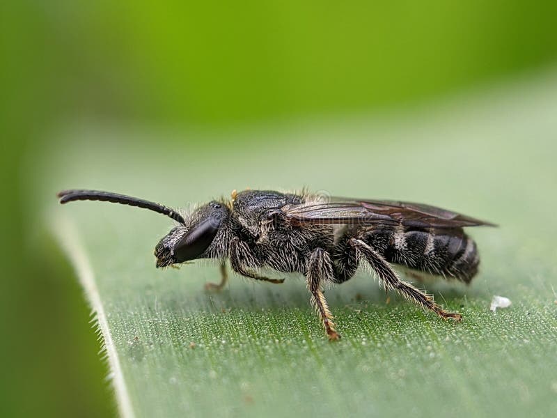 Bee in rest stock image. Image of insect, rest, animal - 269631887