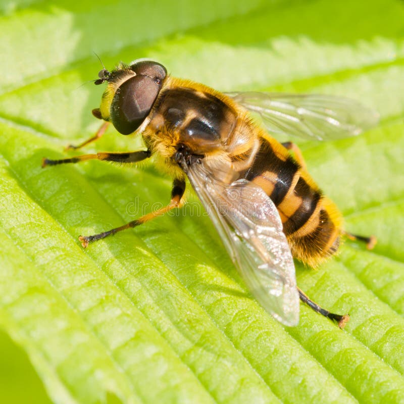 Bee at Rest stock image. Image of stripe, square, hairy - 28044157